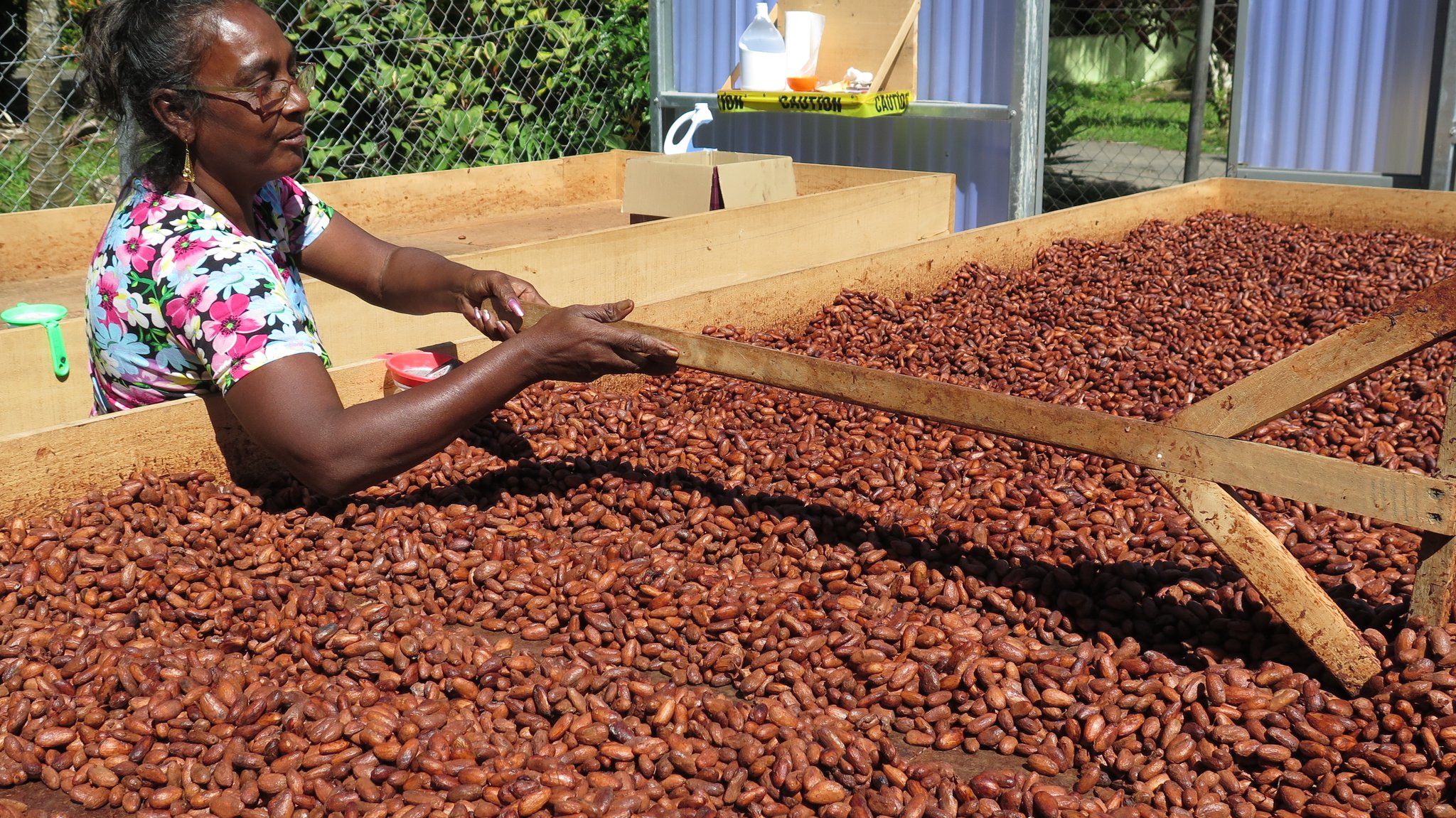 Life Cycle of a Cacao Bean – Wekiva Culinary