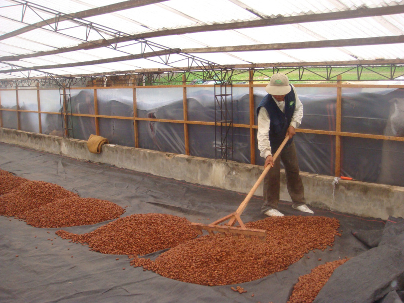 Life Cycle of a Cacao Bean - Wekiva Culinary